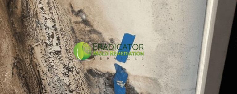 Kitchen Mold Removal - Eradicator Mold Remediation Services