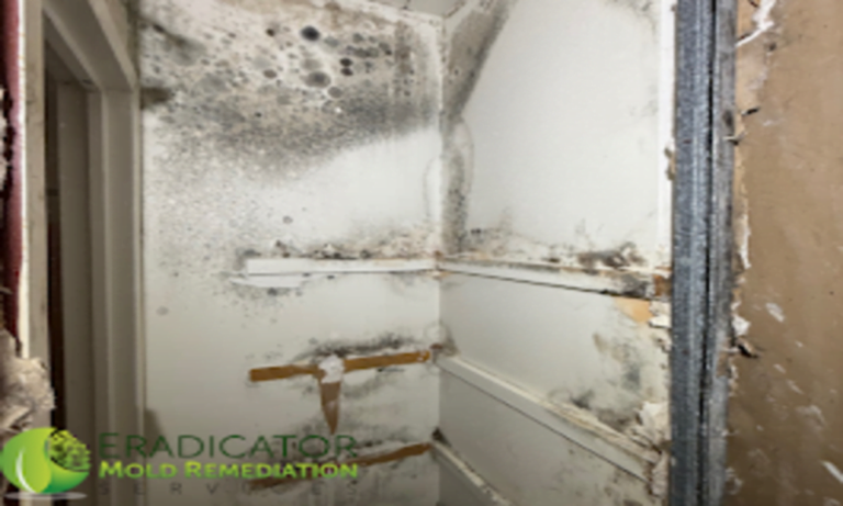 Signs You May Need Professional Mold Inspection Signs You May Need ...